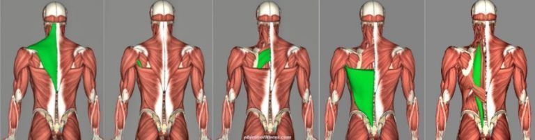 Dominadas, qué músculos trabajan? | Objetivo Fitness